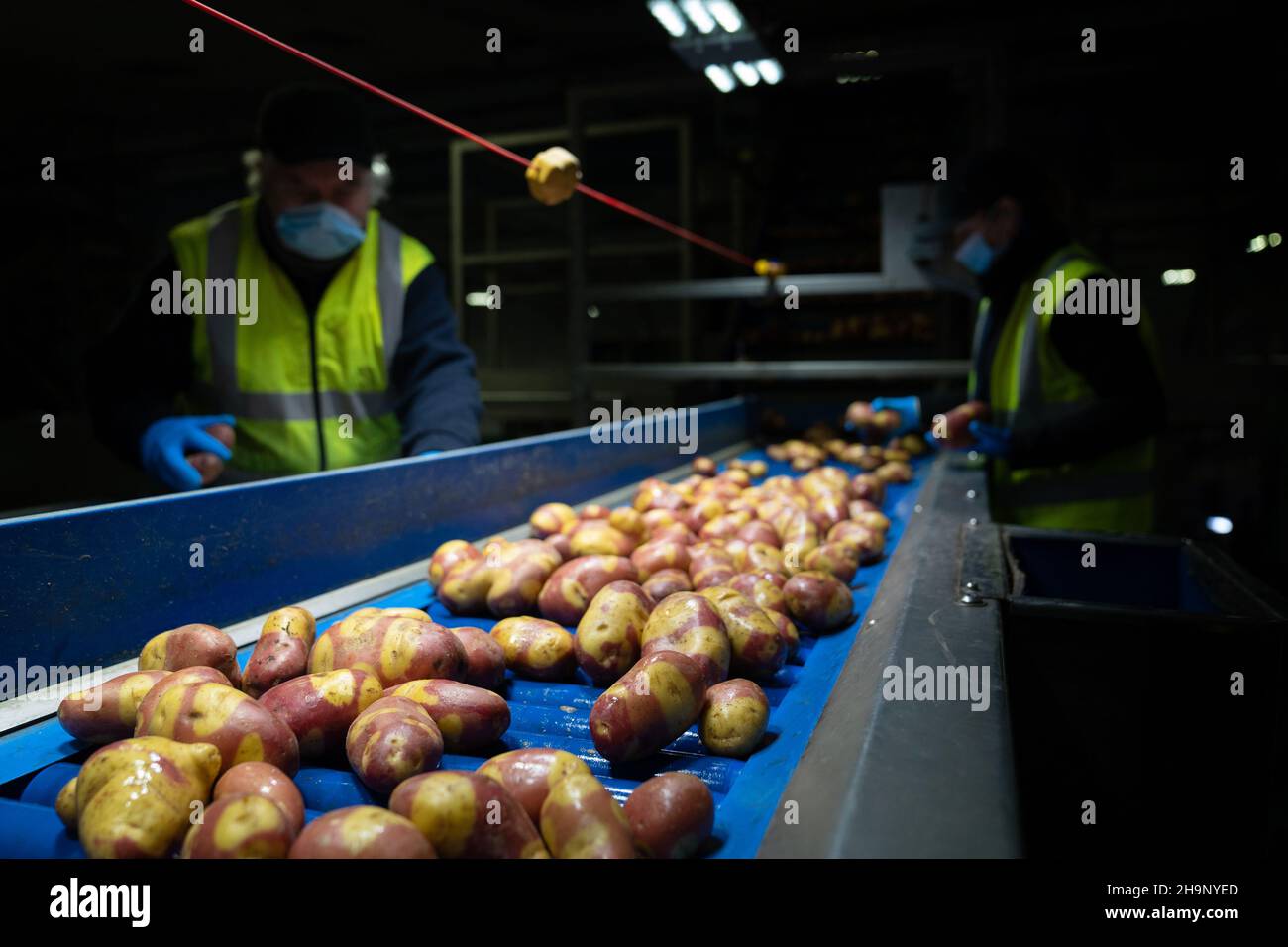 A new hybrid variety of potatoes named Nemo, after the cartoon fish in ...