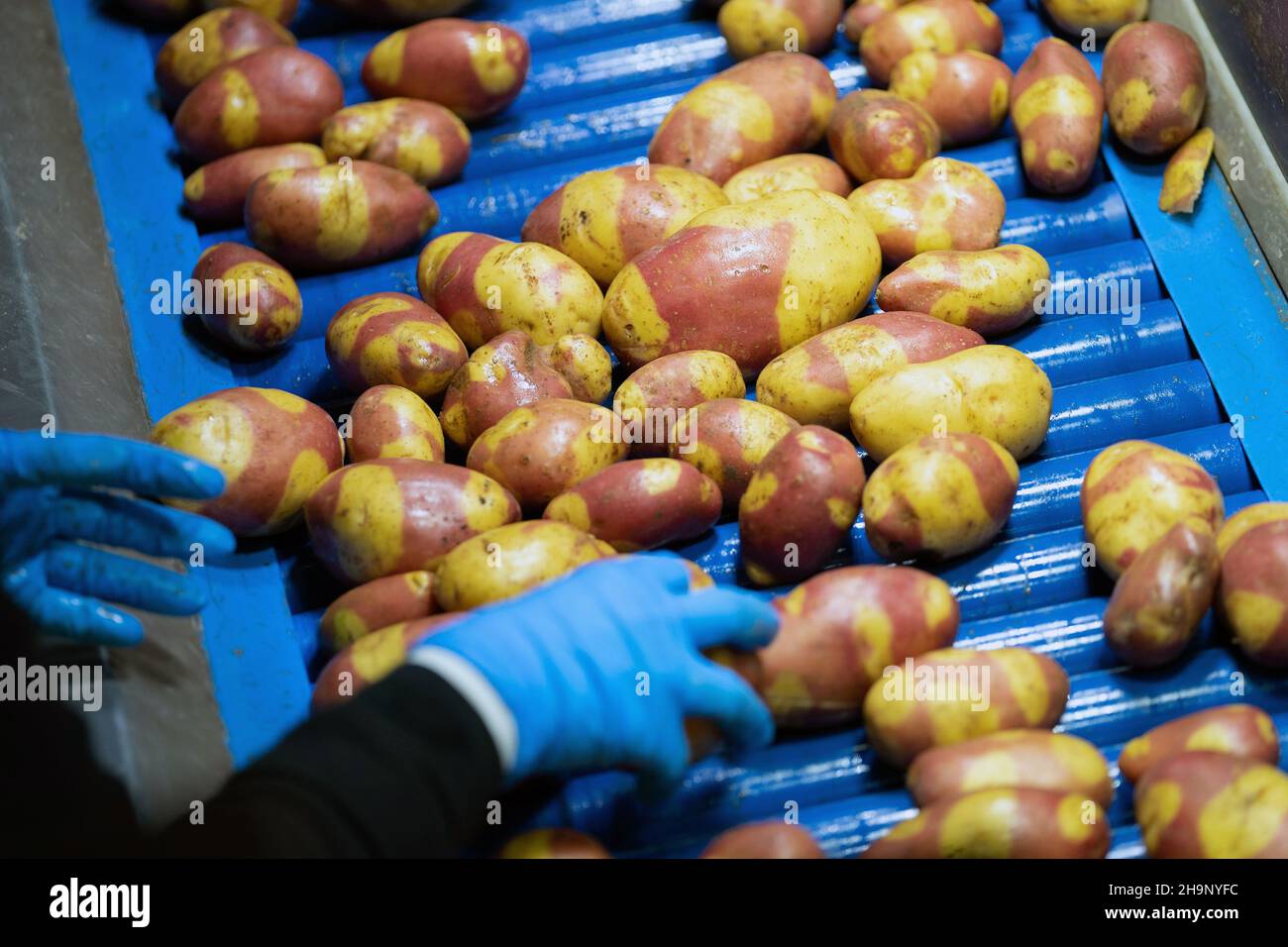 A new hybrid variety of potatoes named Nemo, after the cartoon fish in ...
