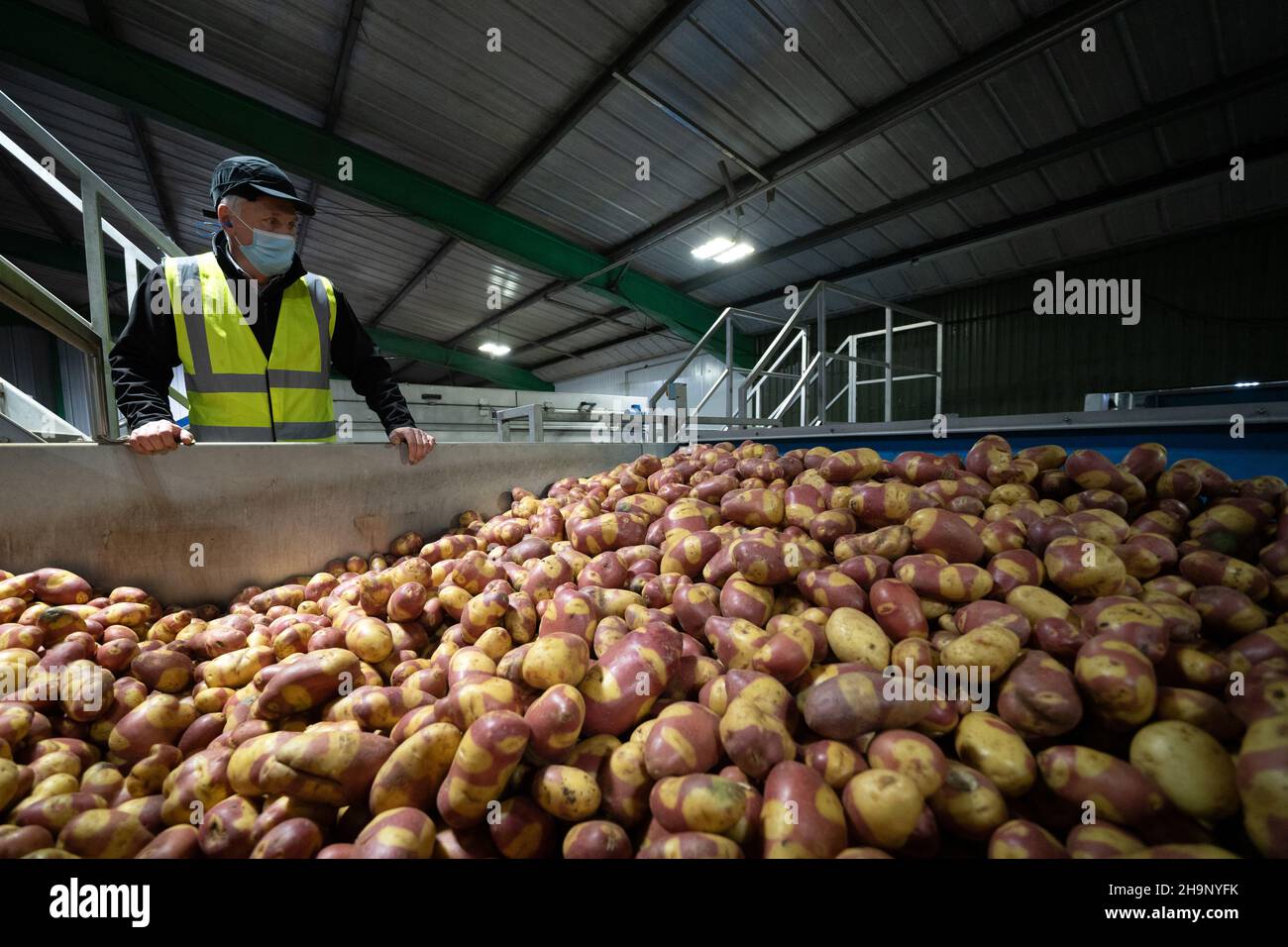 Agronomy director Dr David Nelson, known in the industry as Dr Potato ...