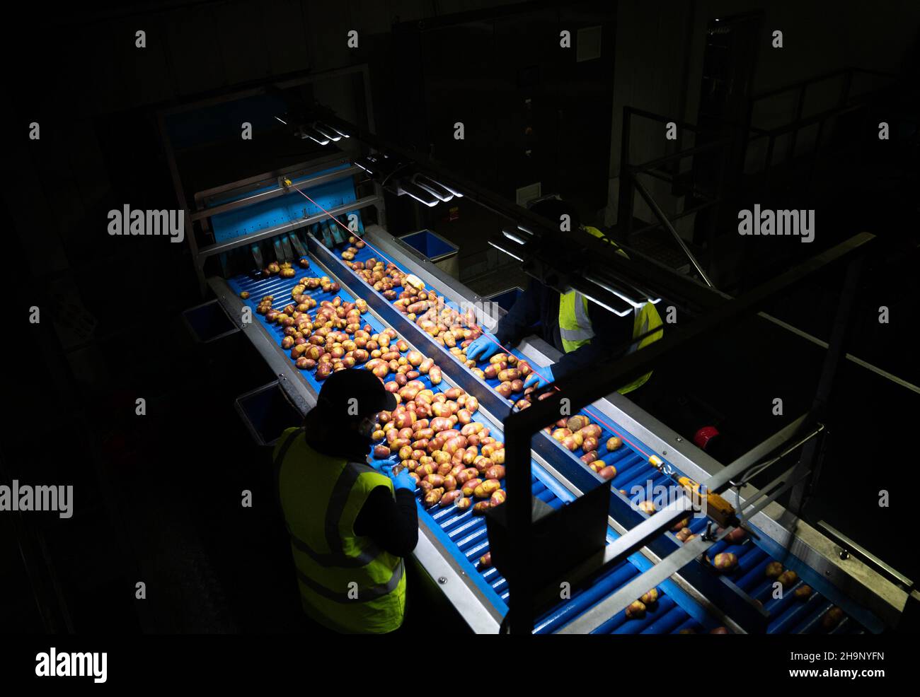 A new hybrid variety of potatoes named Nemo, after the cartoon fish in ...