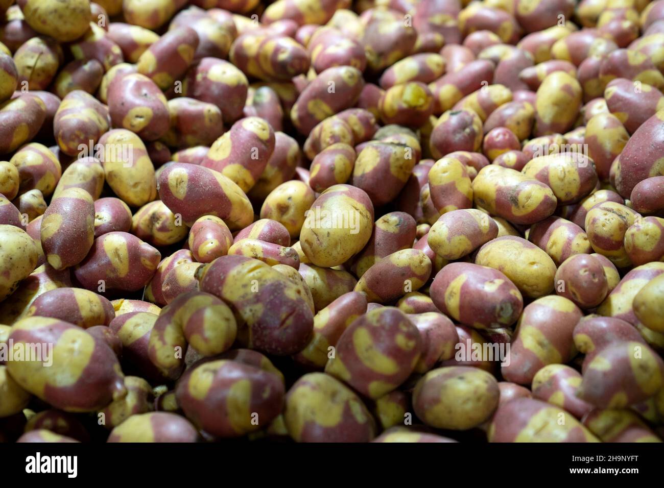 A new hybrid variety of potatoes named Nemo, after the cartoon fish in ...