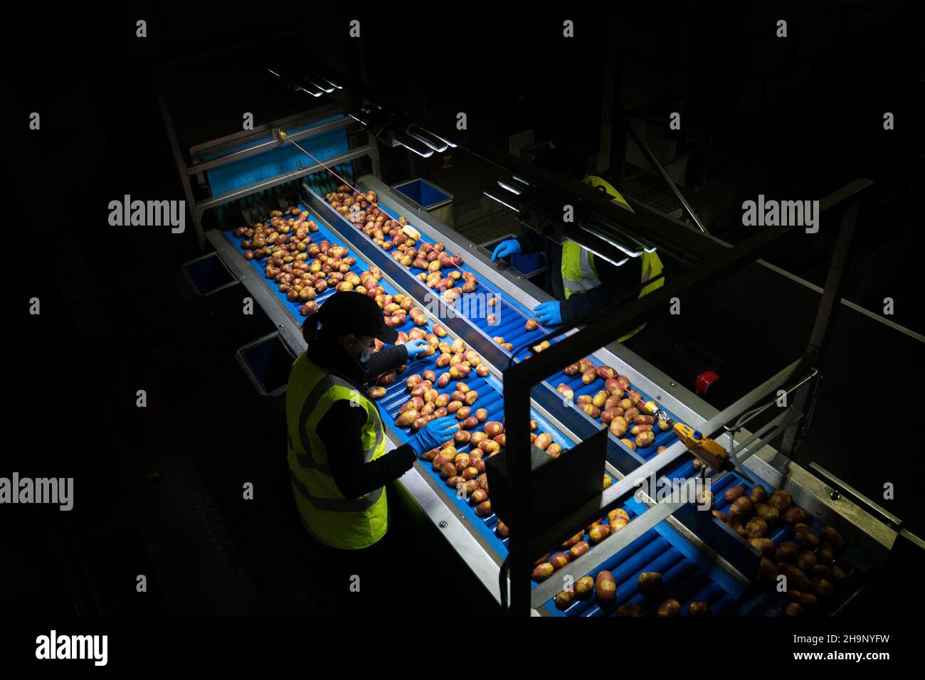 A new hybrid variety of potatoes named Nemo, after the cartoon fish in ...