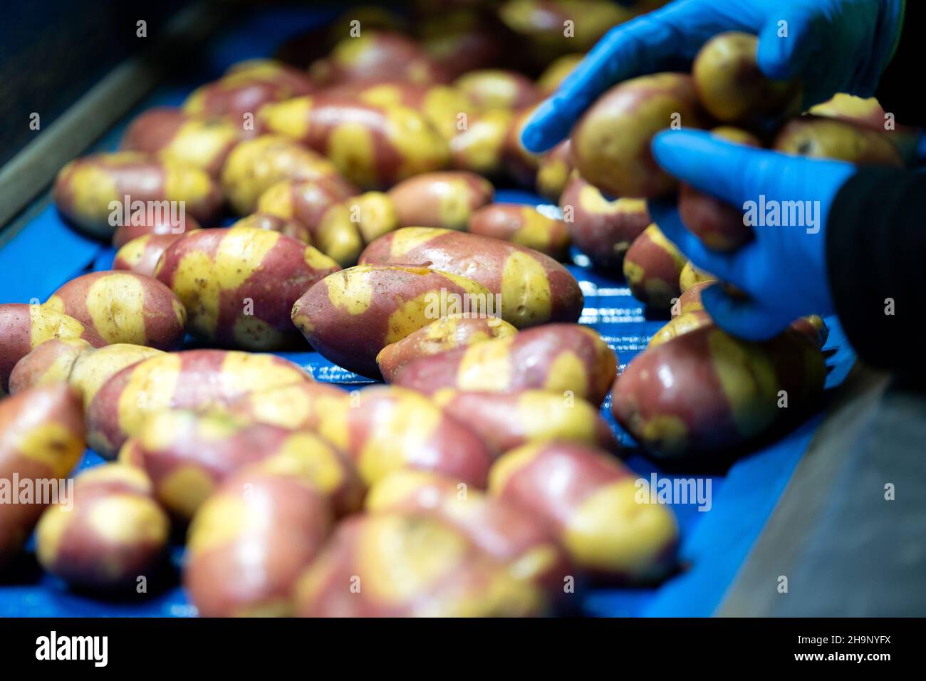 A new hybrid variety of potatoes named Nemo, after the cartoon fish in ...