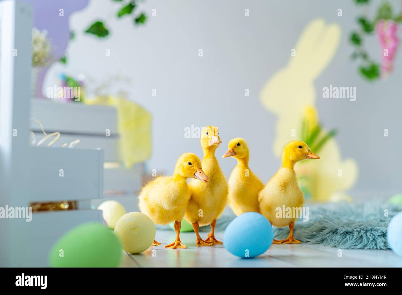 Ducklings walk on Easter studio decoration. Colorful dyed eggs, wooden ...
