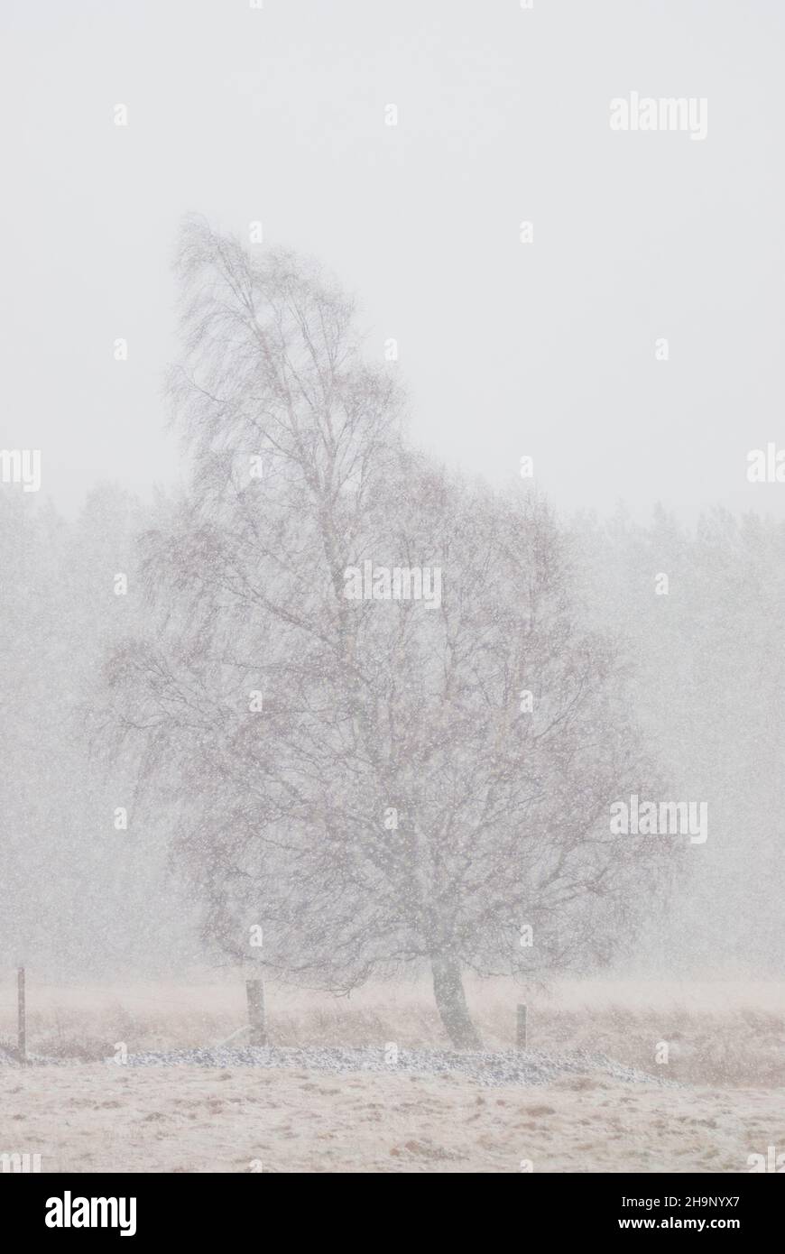 Birch tree betula winter hi-res stock photography and images - Alamy