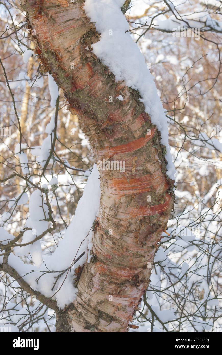 Silver birch in snow hi-res stock photography and images - Alamy