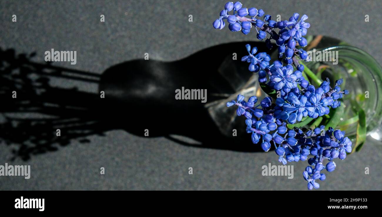 Bouquet of blue Muscari. Black background. Spring bulbous flowers ...