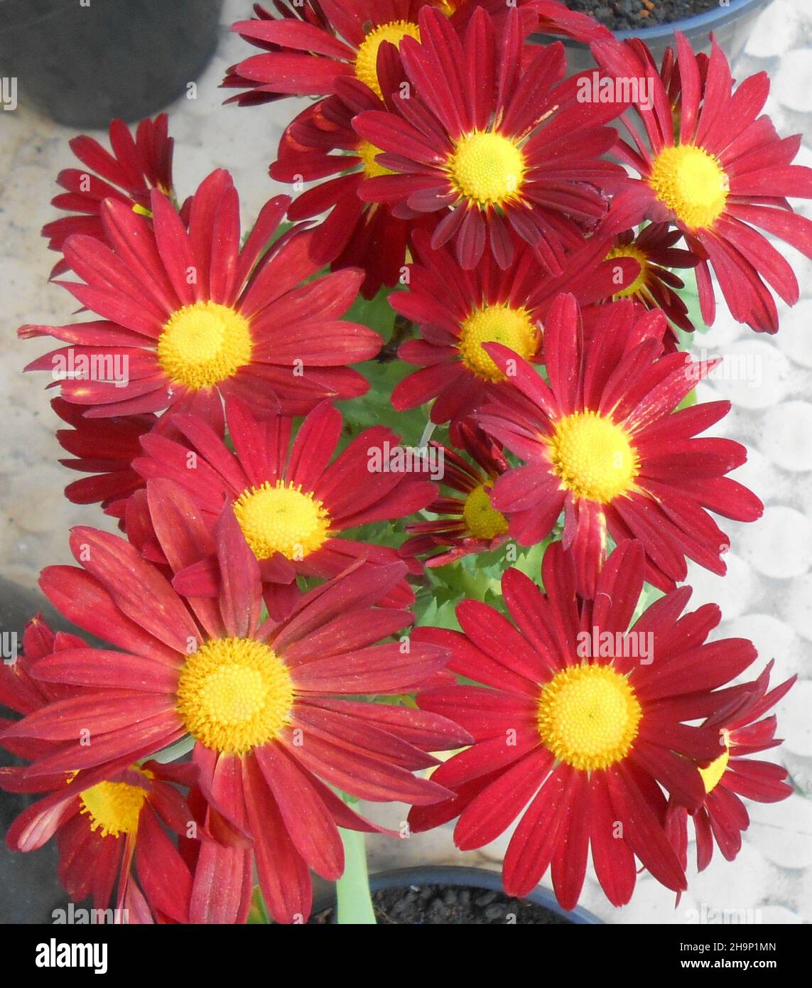 Persian daisy hi-res stock photography and images - Alamy