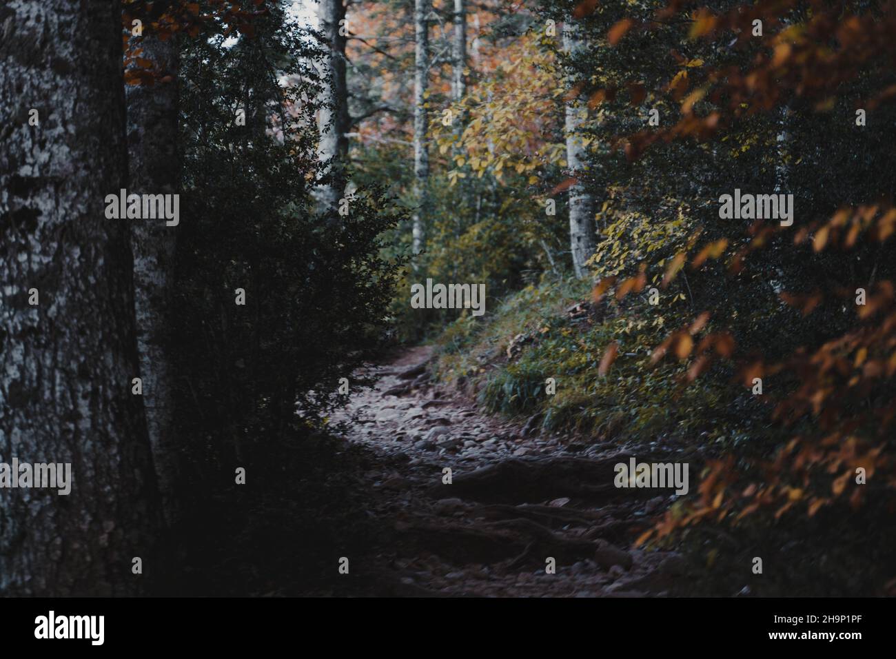 Beautiful pathway through a mystical forest Stock Photo - Alamy