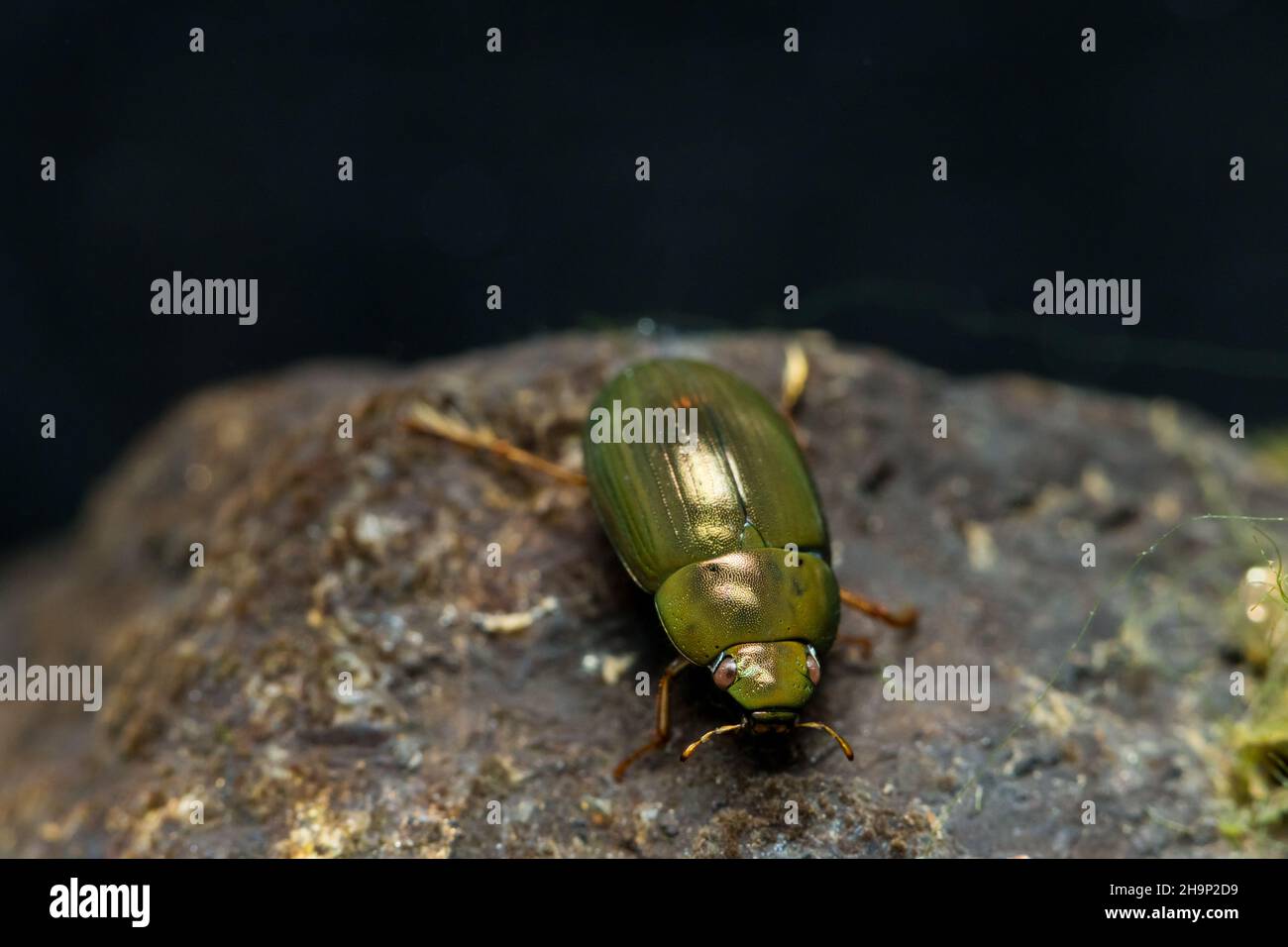 Water scavenger beetle (Hydrobius fuscipes Stock Photo - Alamy