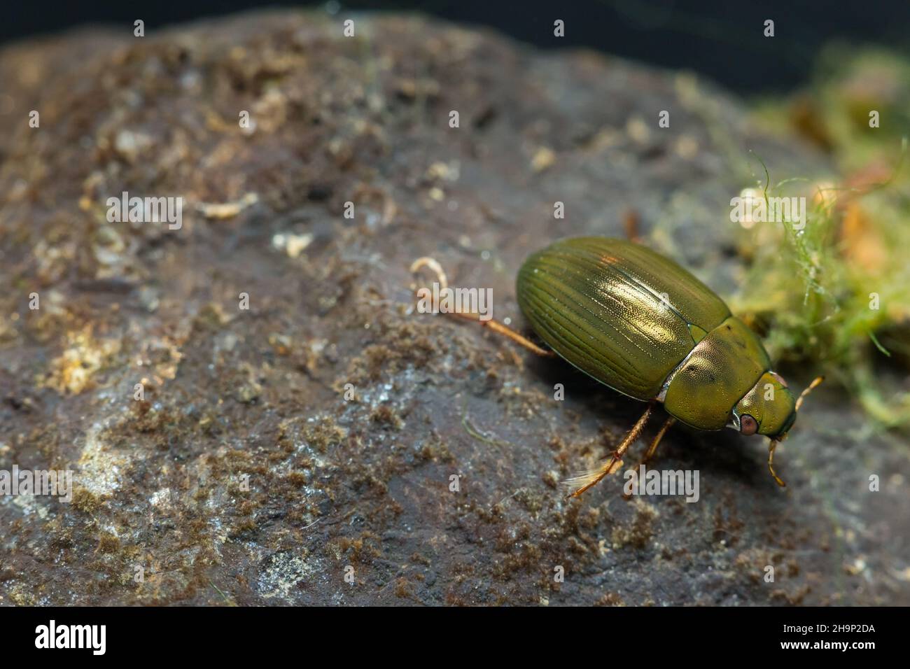 Water scavenger beetle (Hydrobius fuscipes Stock Photo - Alamy