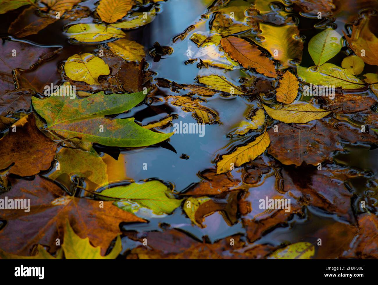 leaf; deciduous; tree branch, stem, bark; wood; wooden; green; plant ...