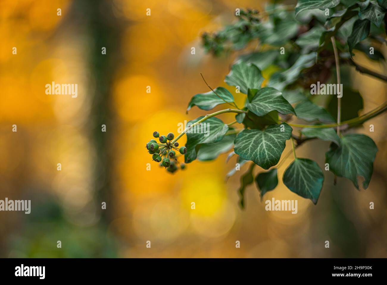 leaf; deciduous; branch tree, stem, bark; wood; wooden; green; plant ...