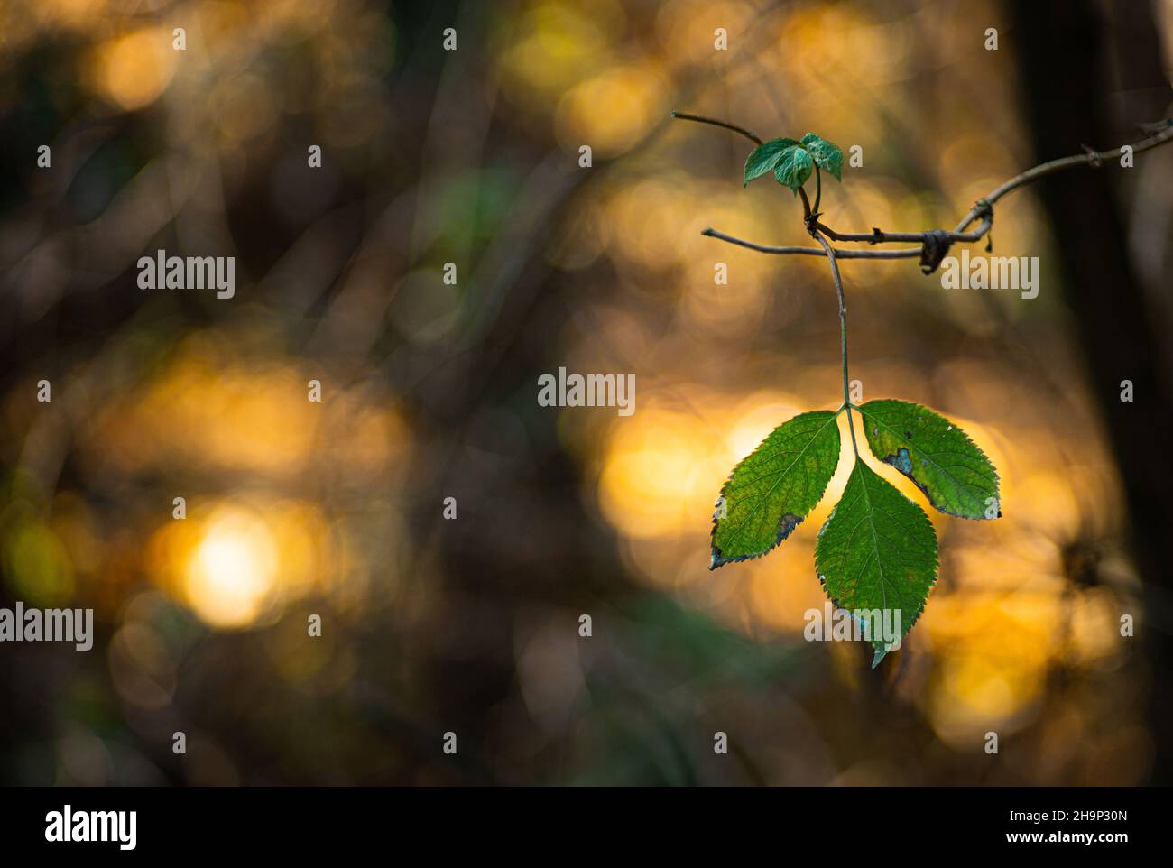 leaf; deciduous; branch tree, stem, bark; wood; wooden; green; plant ...