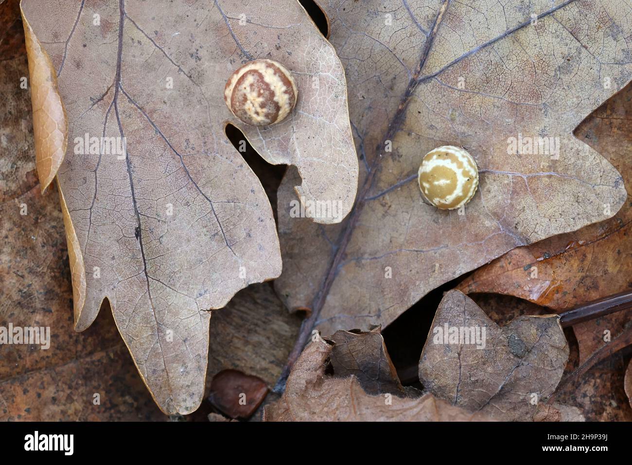 Cynips longiventris, Striped Pea Gall Wasp, galls on oak leaves Stock ...