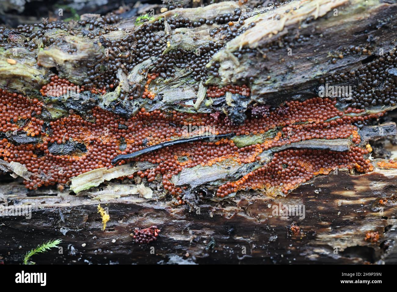 Trichia scabra, a slime mold of the order Trichiales, no common English ...
