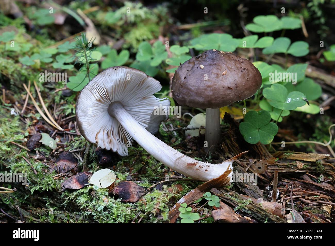 Pluteus pouzarianus, known as conifer shield, wild mushroom from ...