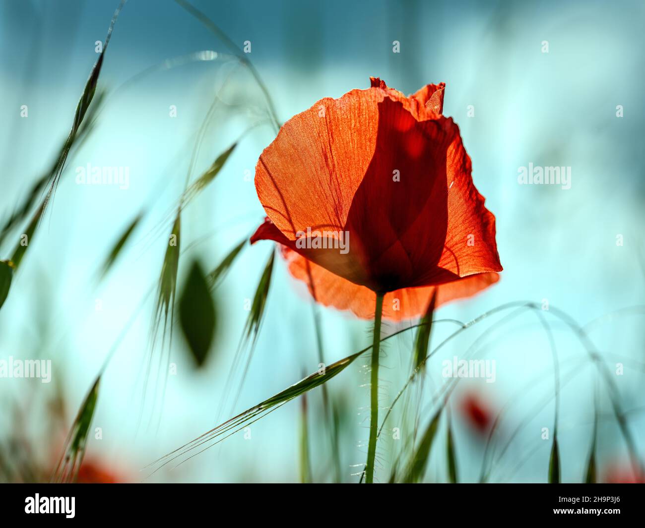 Bright Red Poppy Flowers on a Flower Meadow in Early Summer Stock Photo ...