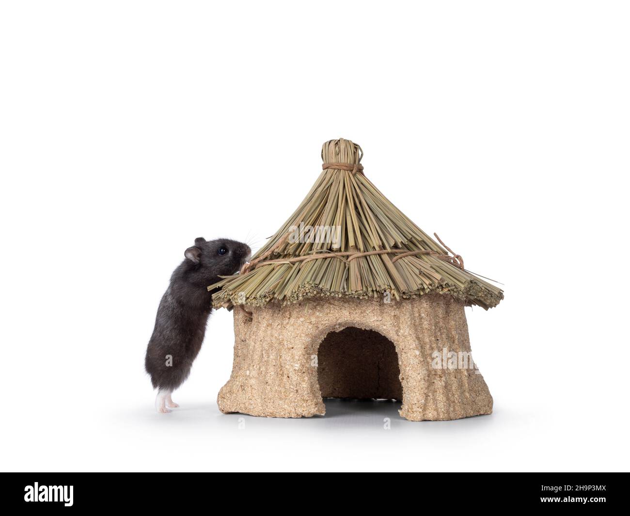 Cute little black hamster standing beside edible house. Standing with ...