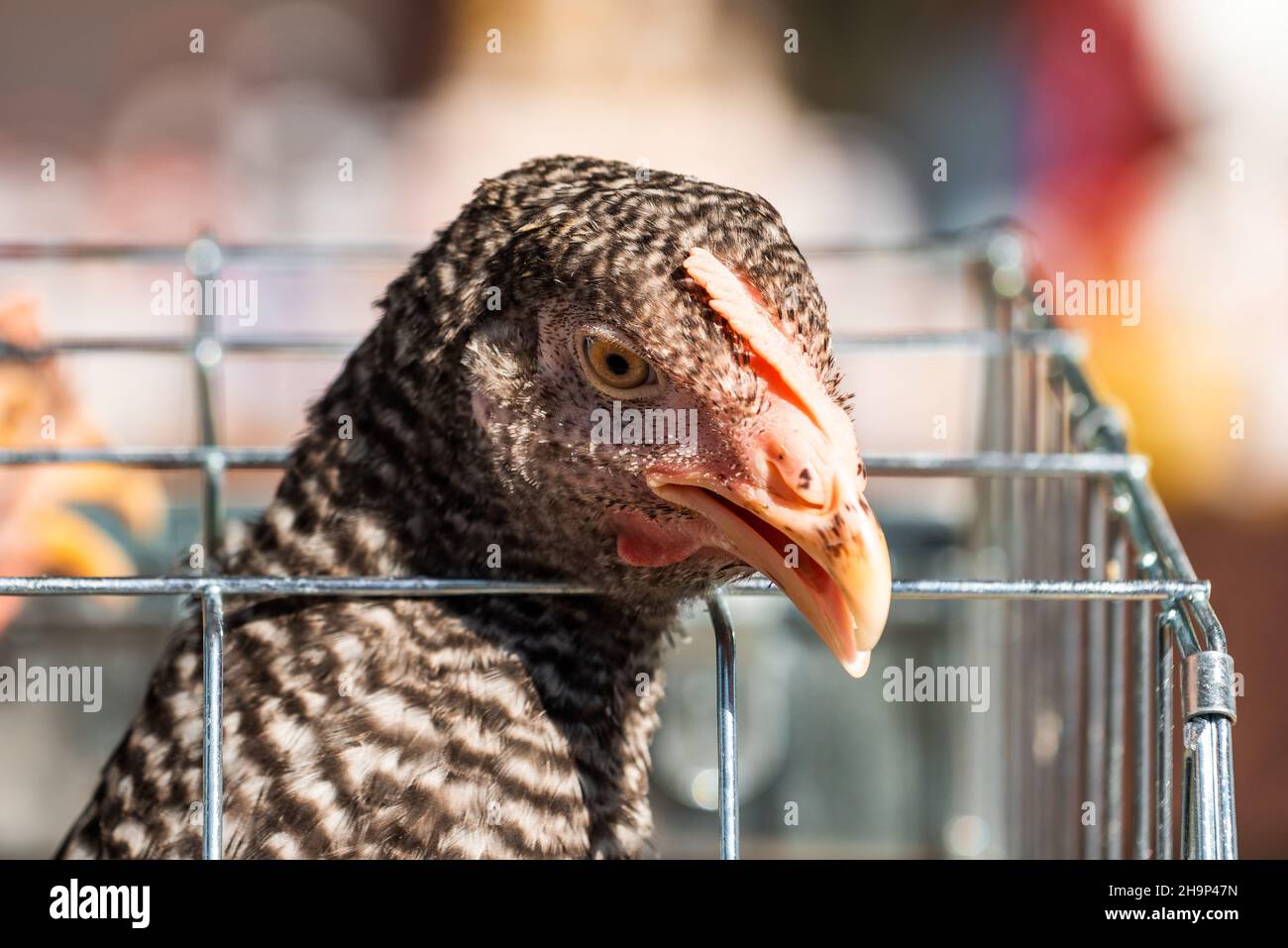 Hen cage hi-res stock photography and images - Alamy
