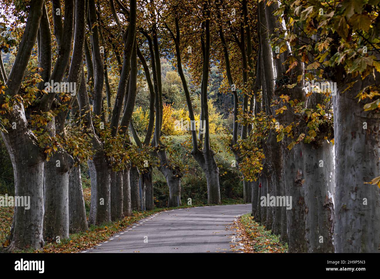 Beautiful road with long trees on both sides Stock Photo - Alamy