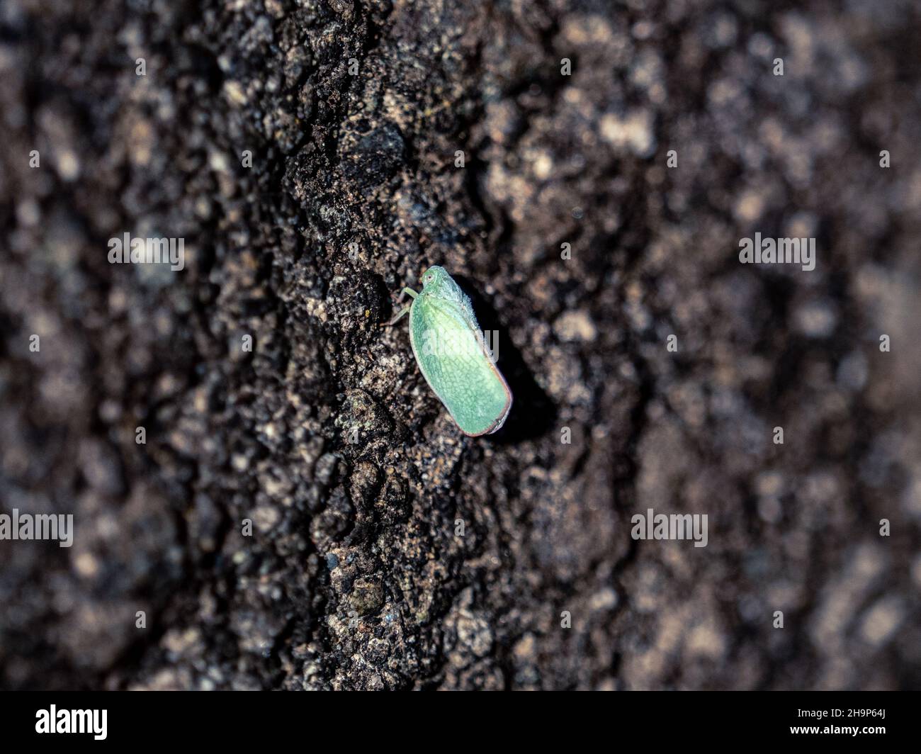 Closeup shot of the Tiny planthopper moth on a stone Stock Photo - Alamy
