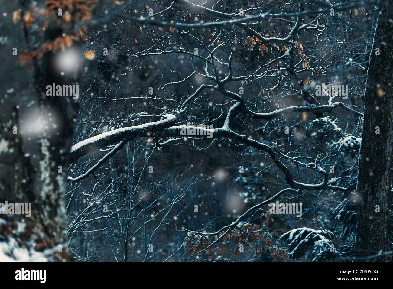 Snowflakes falling on tree branches, heavy snowfall in mountains ...