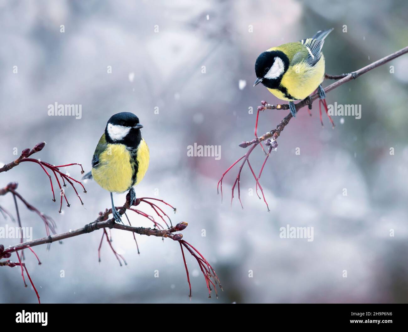 two chickadee birds are sitting on branches opposite each other in the ...