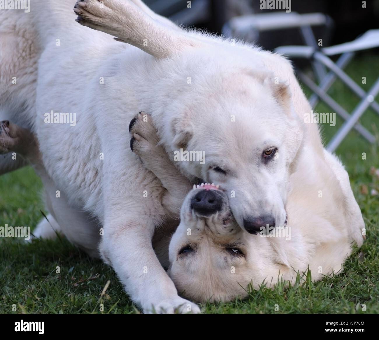 Are Armenian Gampr Dog Hypoallergenic