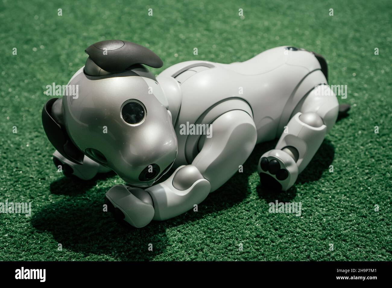 Partially blurred dog-like white robot lying on green carpet Stock ...