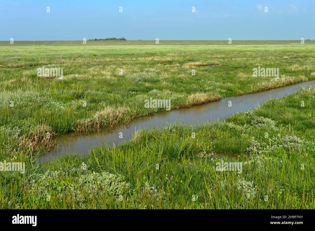 Drainage ditch in a coastal landscape with salt marsh,Schleswig ...