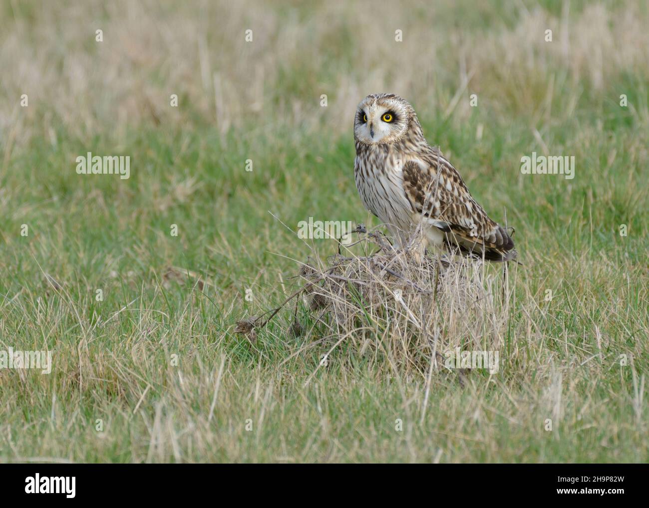 Tussock owl hi-res stock photography and images - Alamy