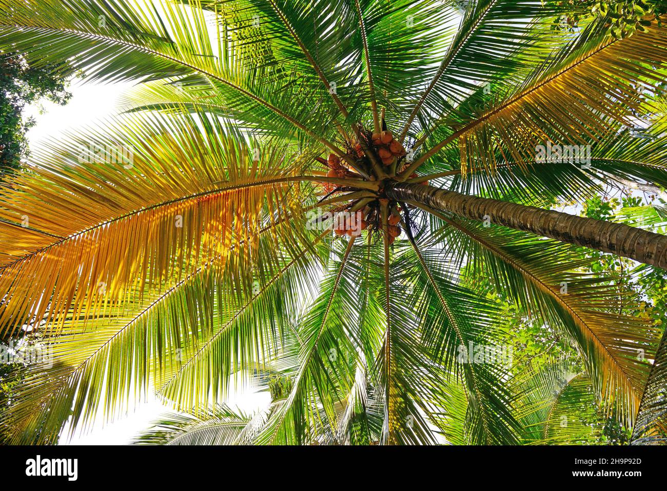 coconut tree background Stock Photo - Alamy