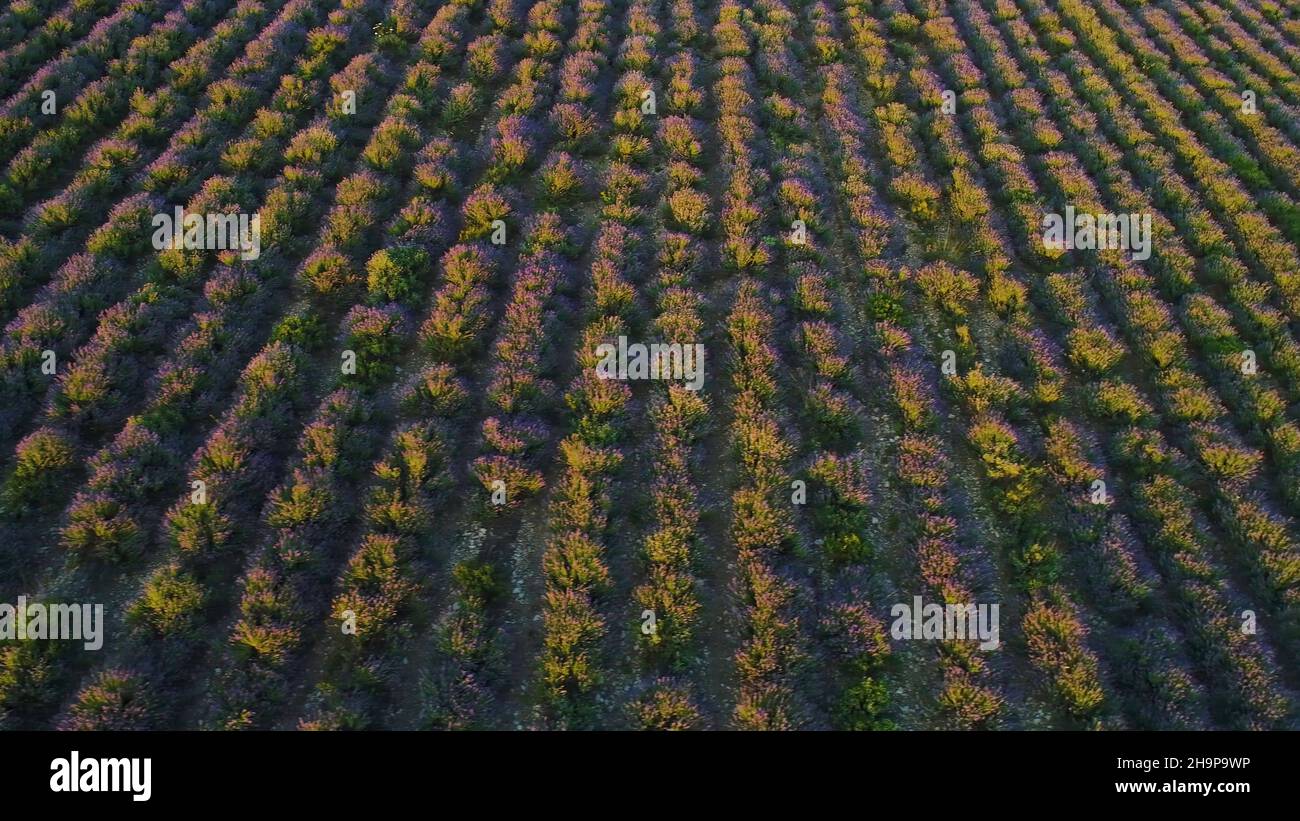 Rural field on purple background sunrise. Shot. Top view of beautiful ...