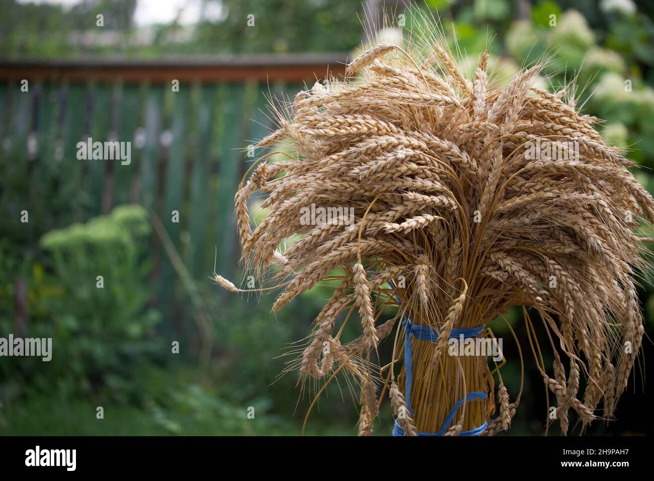 A sheaf of wheat ears, close-up. A bunch of ripe spikelets tied with ...
