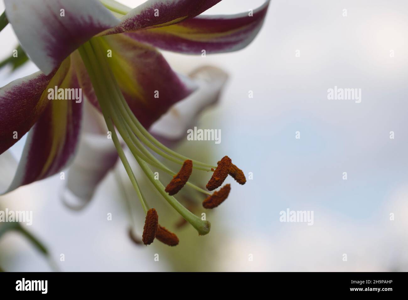 One large lily flower taken in close-up. A beautiful flower on a blurry ...