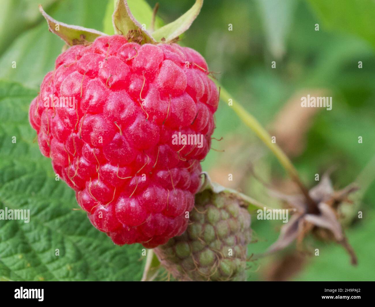 A single ripe raspberry berry, macrophoto. Ripe pink berry Stock Photo ...