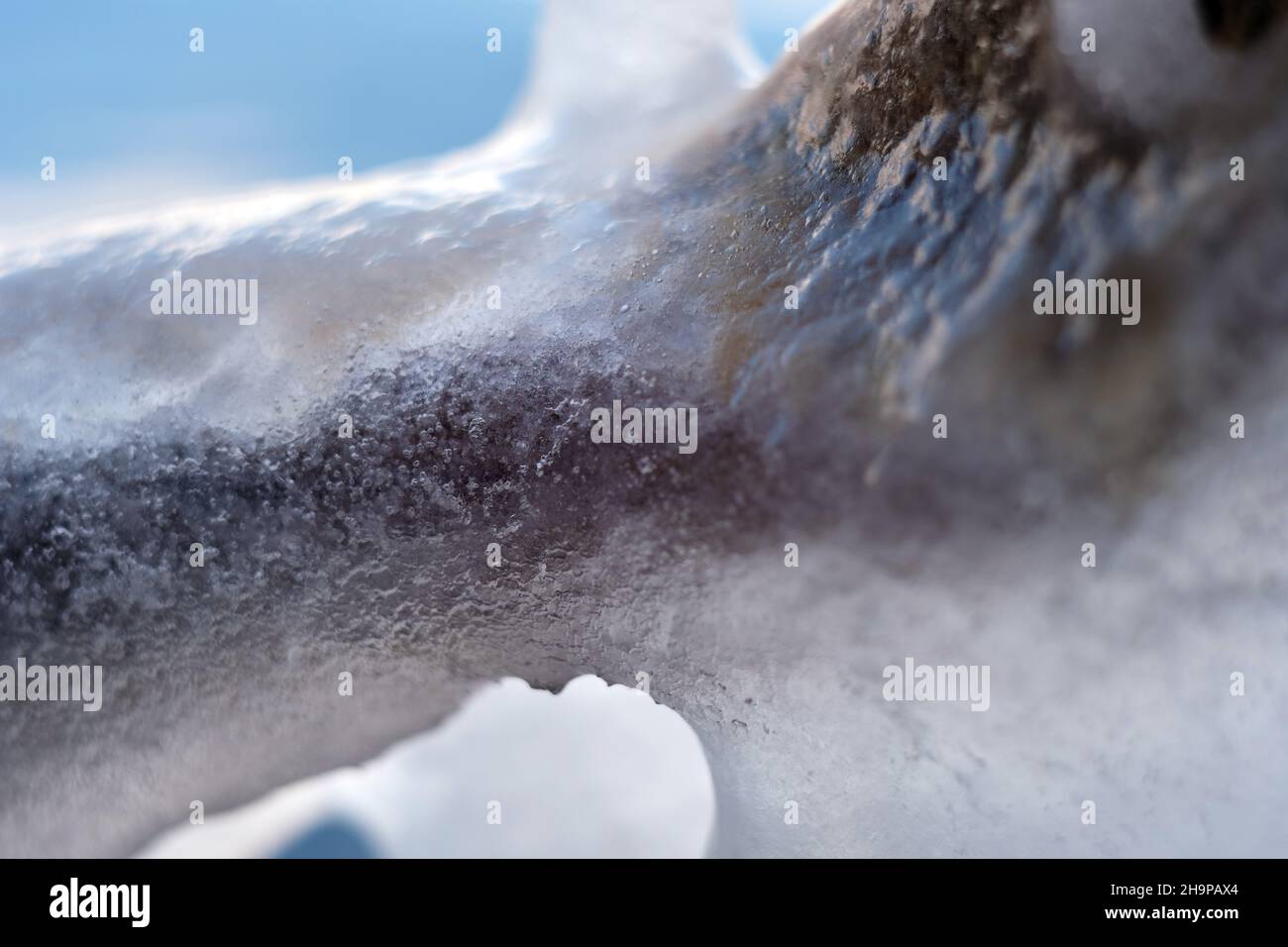 The tree branch wrapped up in deep freeze depicting the crystals and ...