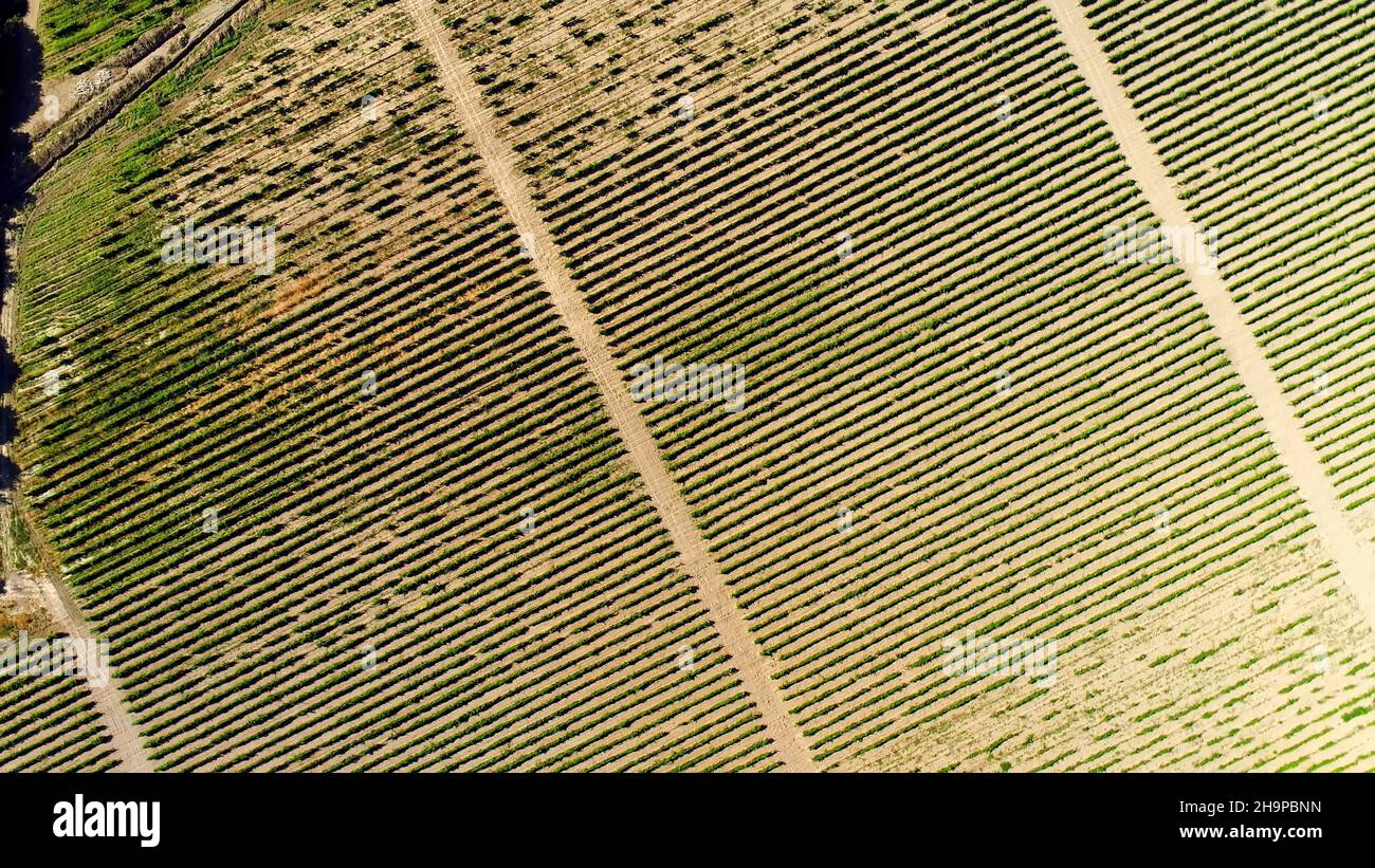 Top view of agricultural fields under seedlings. Shot. Large fields for ...