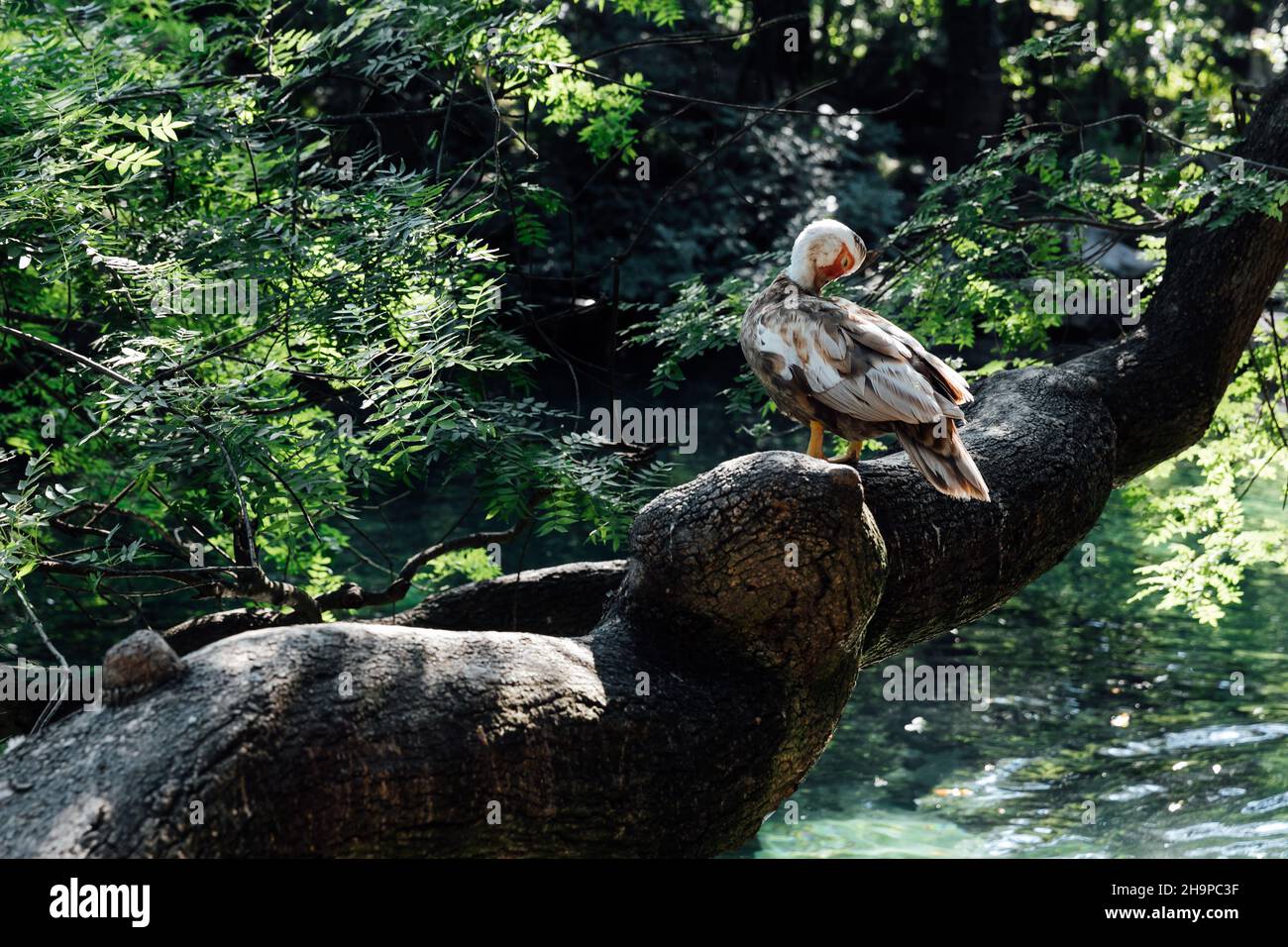 a wild duck sits in a tree in a green forest by the lake Stock Photo ...