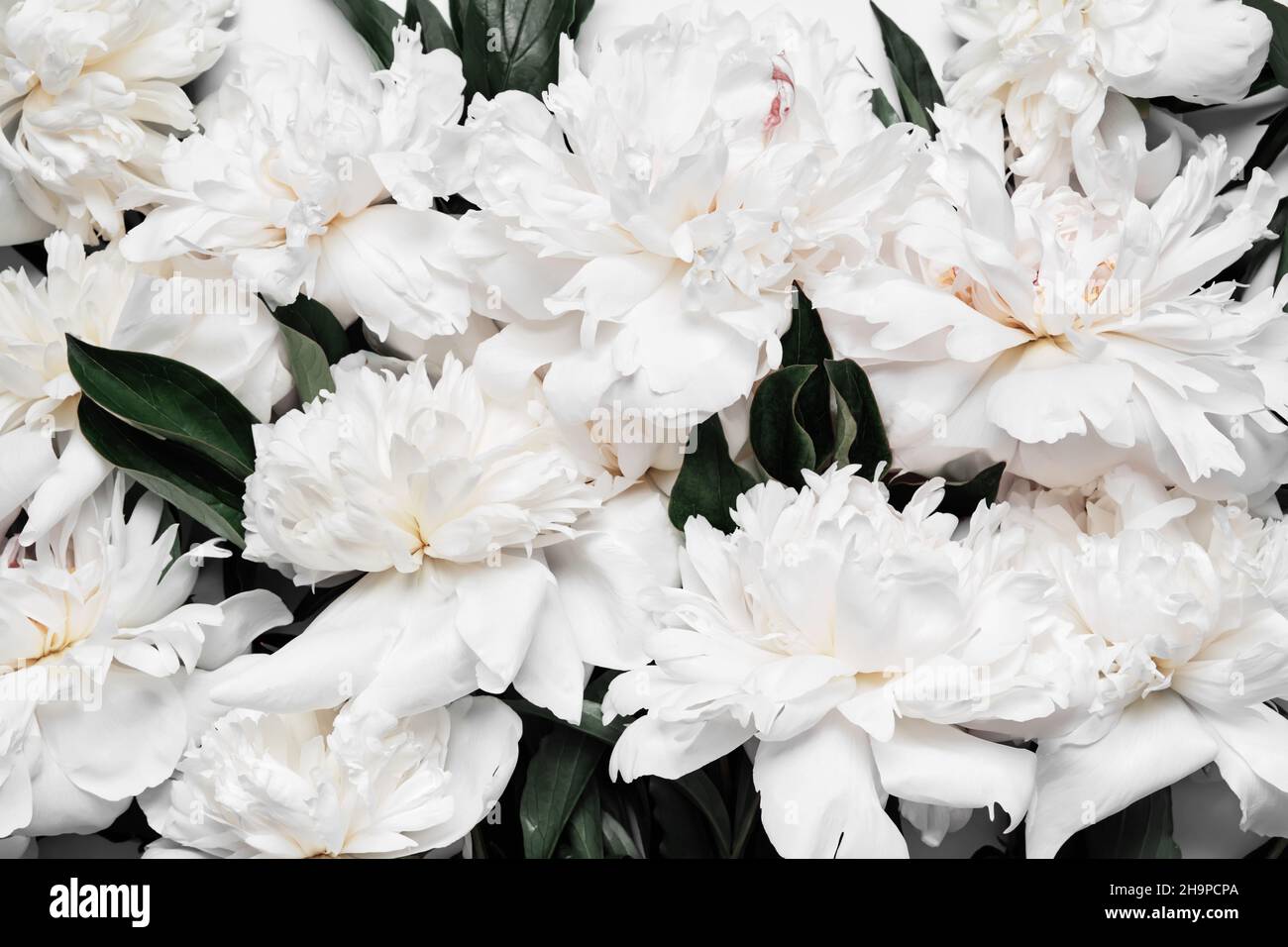 Floral background of white beautiful peonies flowers Stock Photo - Alamy