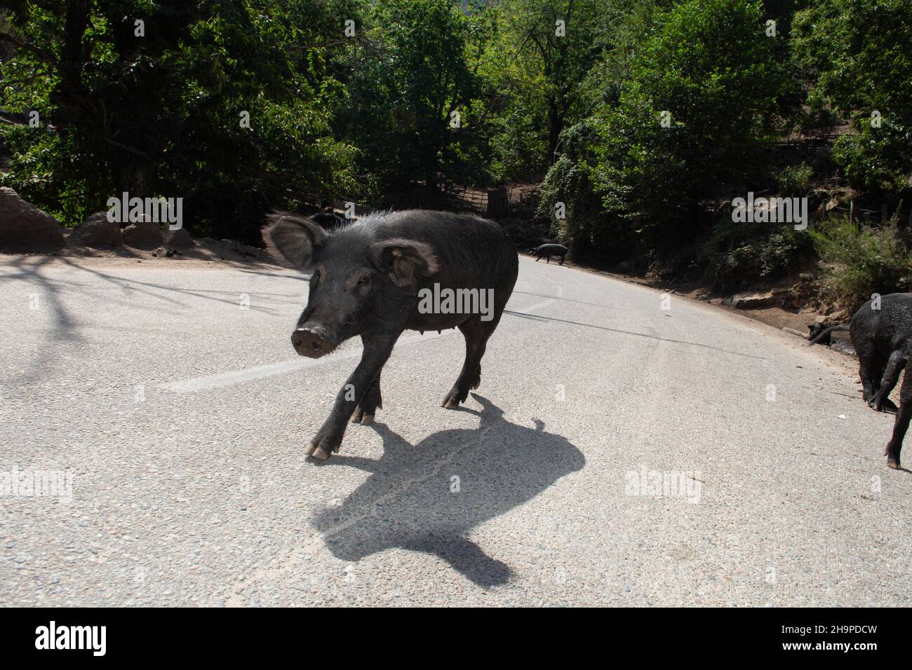 Pig species hi-res stock photography and images - Alamy