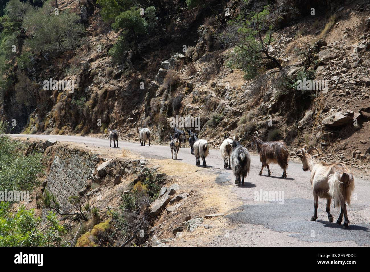 Corse corsica mountain goat hi-res stock photography and images - Alamy