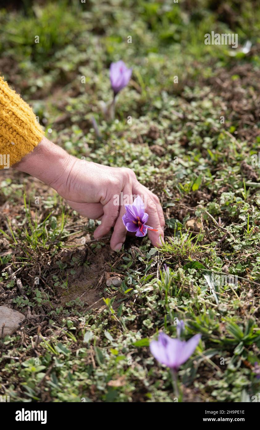 Hand picked saffron hi-res stock photography and images - Alamy