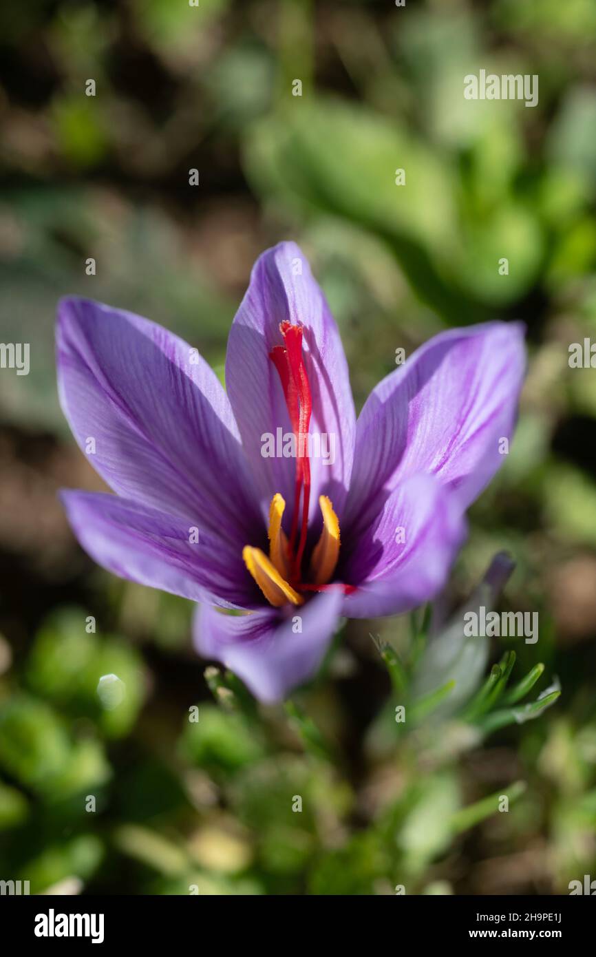 Saffron colour hi-res stock photography and images - Alamy