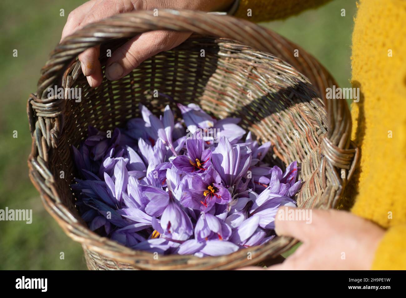 Saffron colour hi-res stock photography and images - Alamy