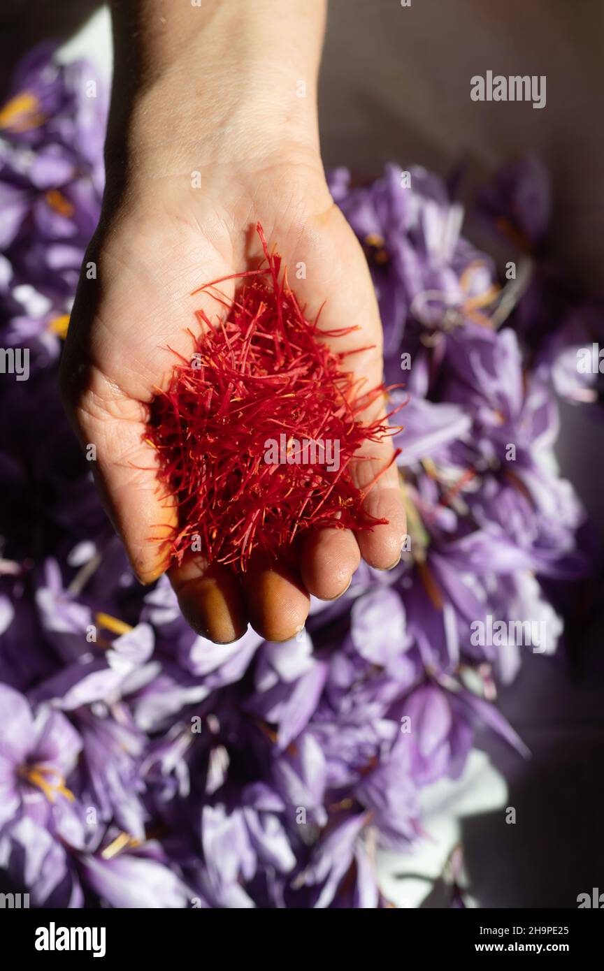 Gold crocus stamen hi-res stock photography and images - Alamy