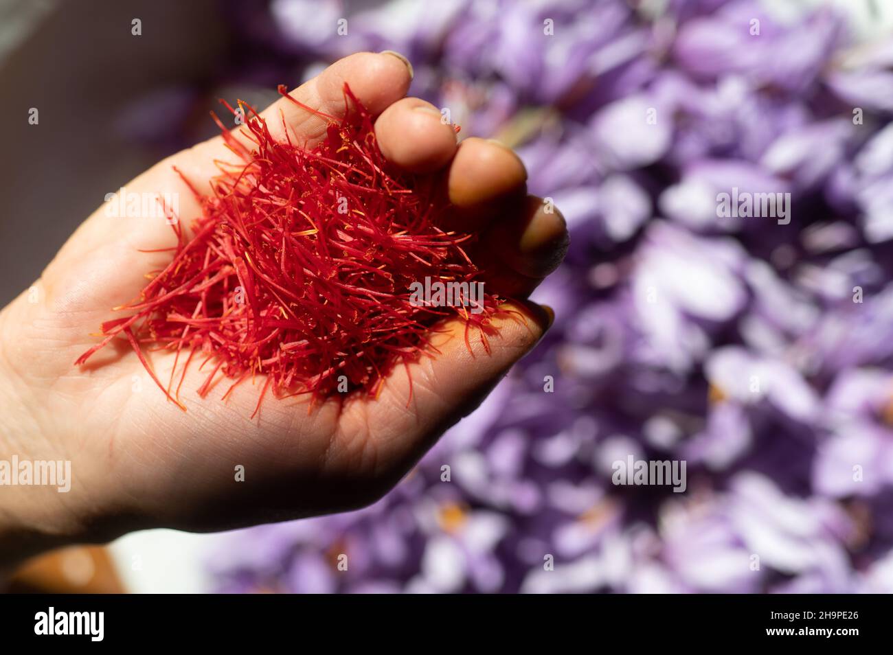 Hand picked saffron hi-res stock photography and images - Alamy