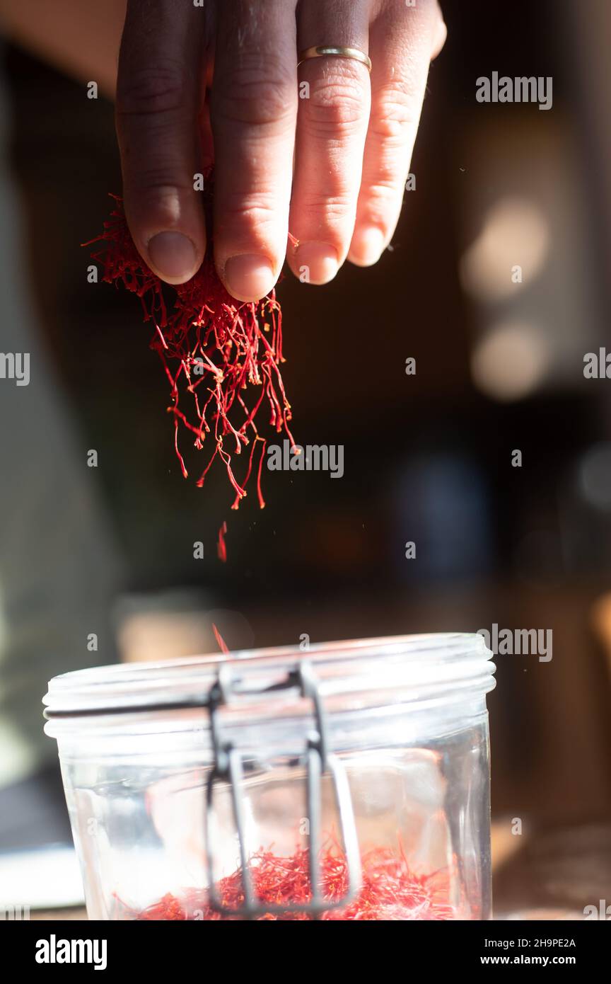 Saffron farming hi-res stock photography and images - Alamy