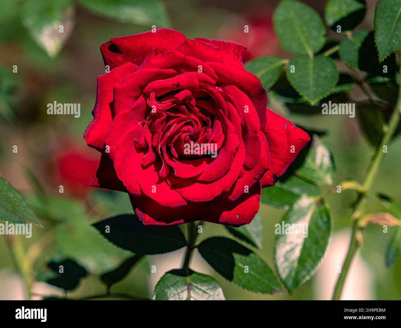 Yokohama rose garden hi-res stock photography and images - Alamy